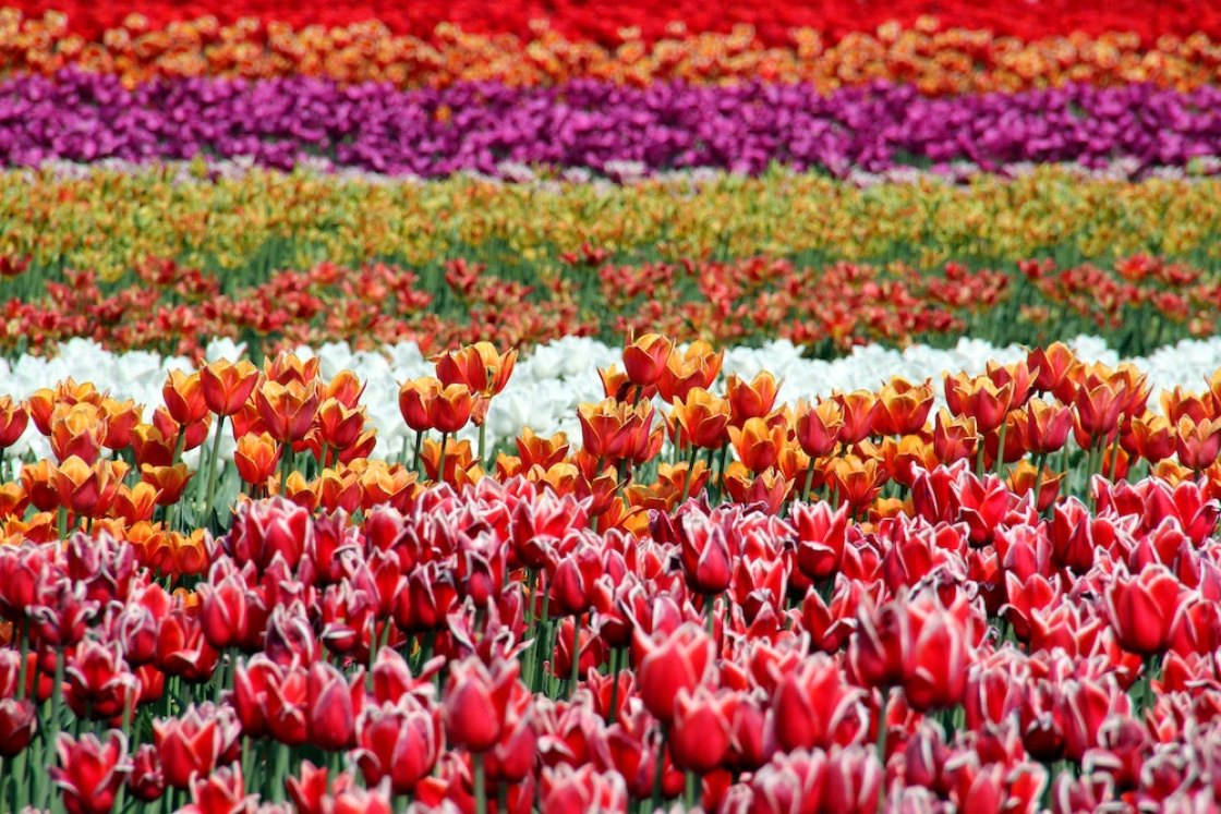 Europe's Most Colourful Spring Travel Destinations